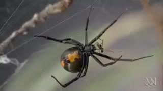 Catalyst: Mating habits of redback spiders - ABC Education