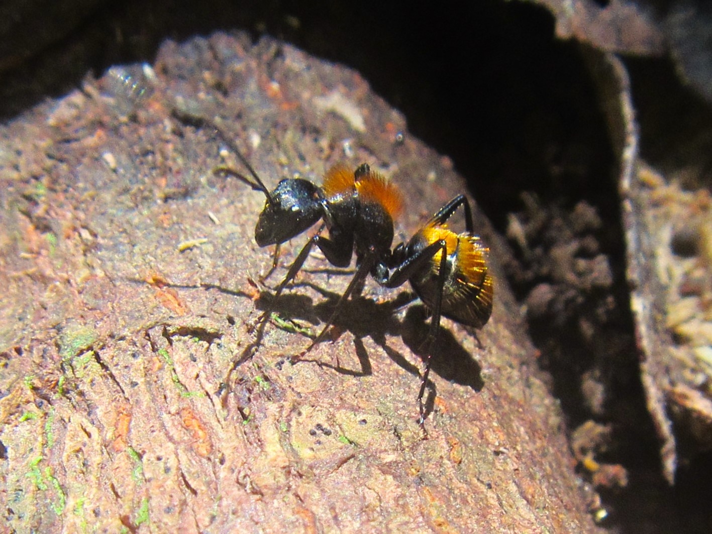 Ultra-rare 'punk ant' with Sid Vicious-like mohawk photographed in Far ...