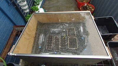 Making a Hot Box - Gardening Australia