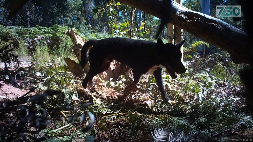 Footage shows a series of animals caught in traps, and one of them ...