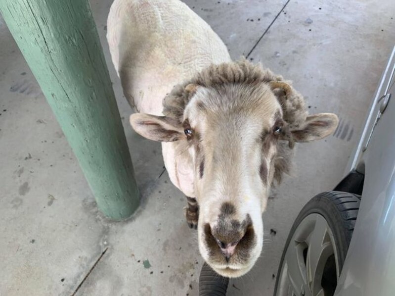 Mullet trend catches on in Gippsland as 'Fuzzy' the sheep adopts bold ...
