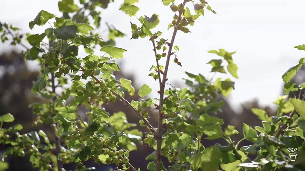 Berry Delicious - Gardening Australia