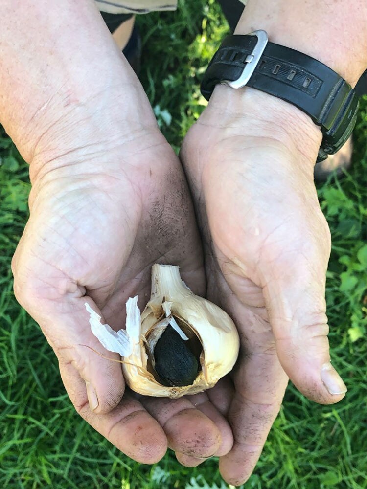 Fresh vs fumigated — the difference between Australian and imported ...