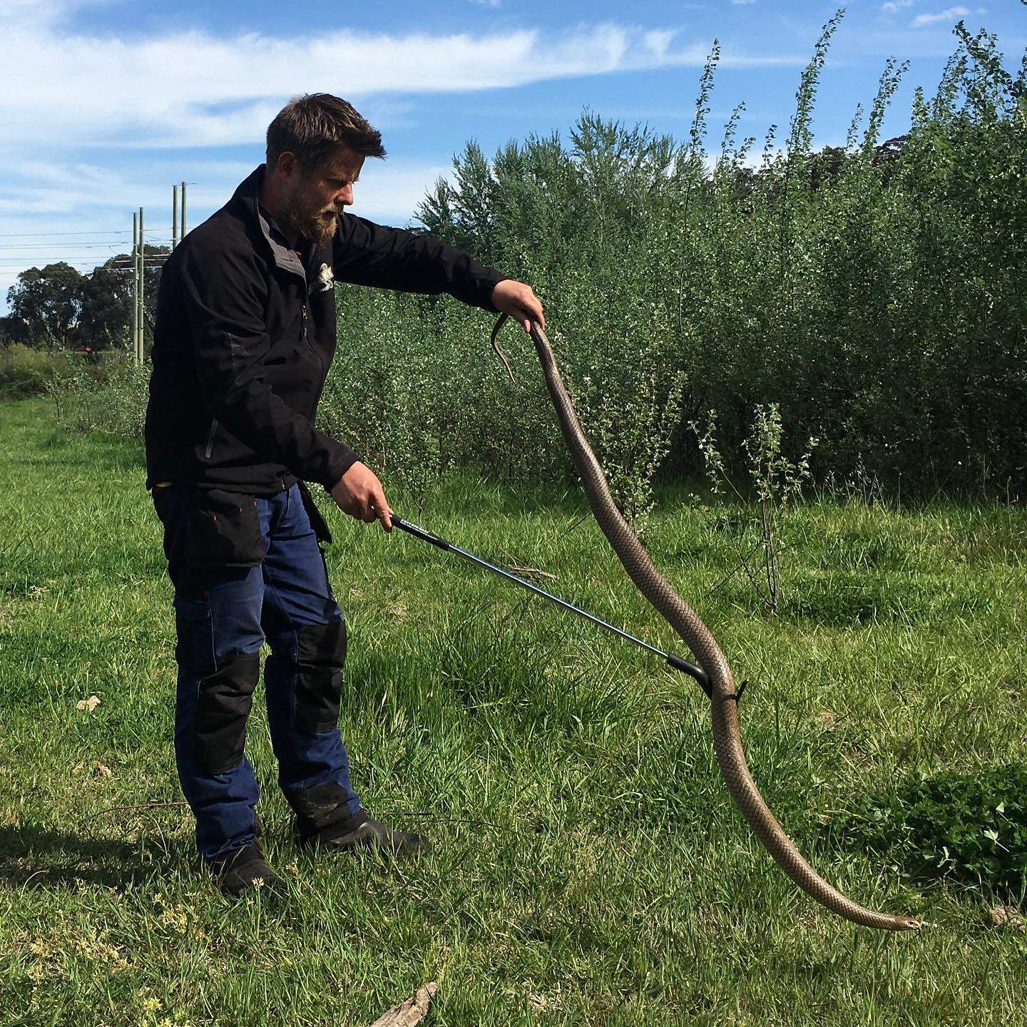 'Massive' eastern brown snake found in grounds of Canberra palliative ...