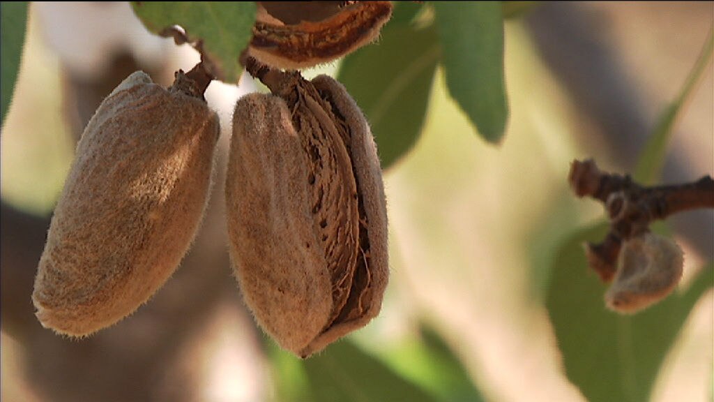 Tough Nut - ABC News
