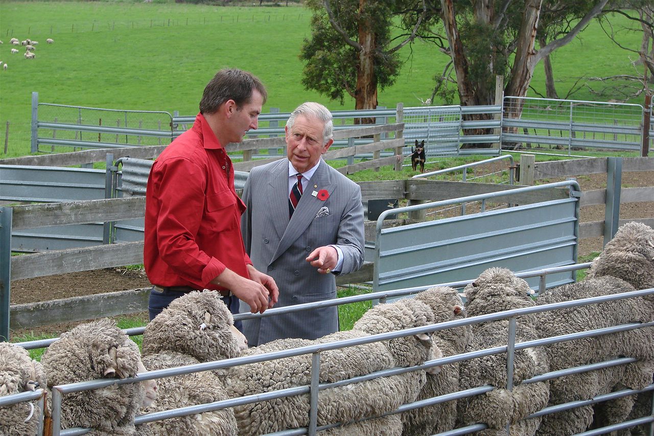 Tasmanian merino sheep farmer reflects on 2012 visit by King Charles ...