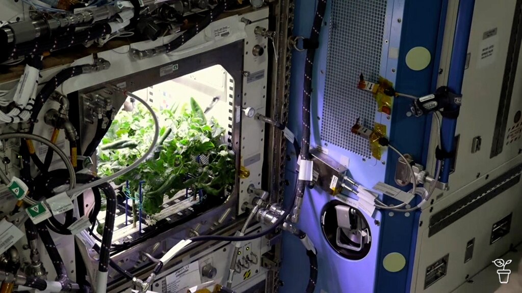 Space Salad - Gardening Australia