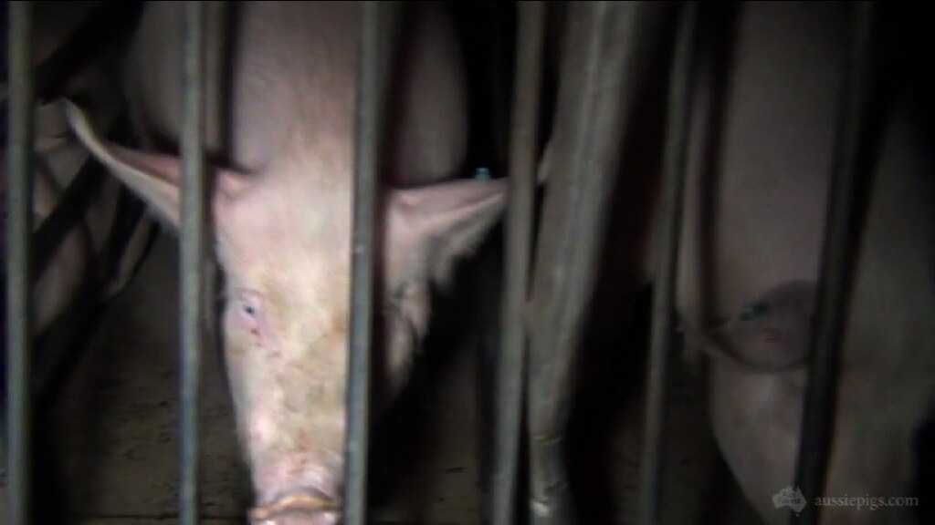 Australian pork industry calls for tougher penalties against animal ...