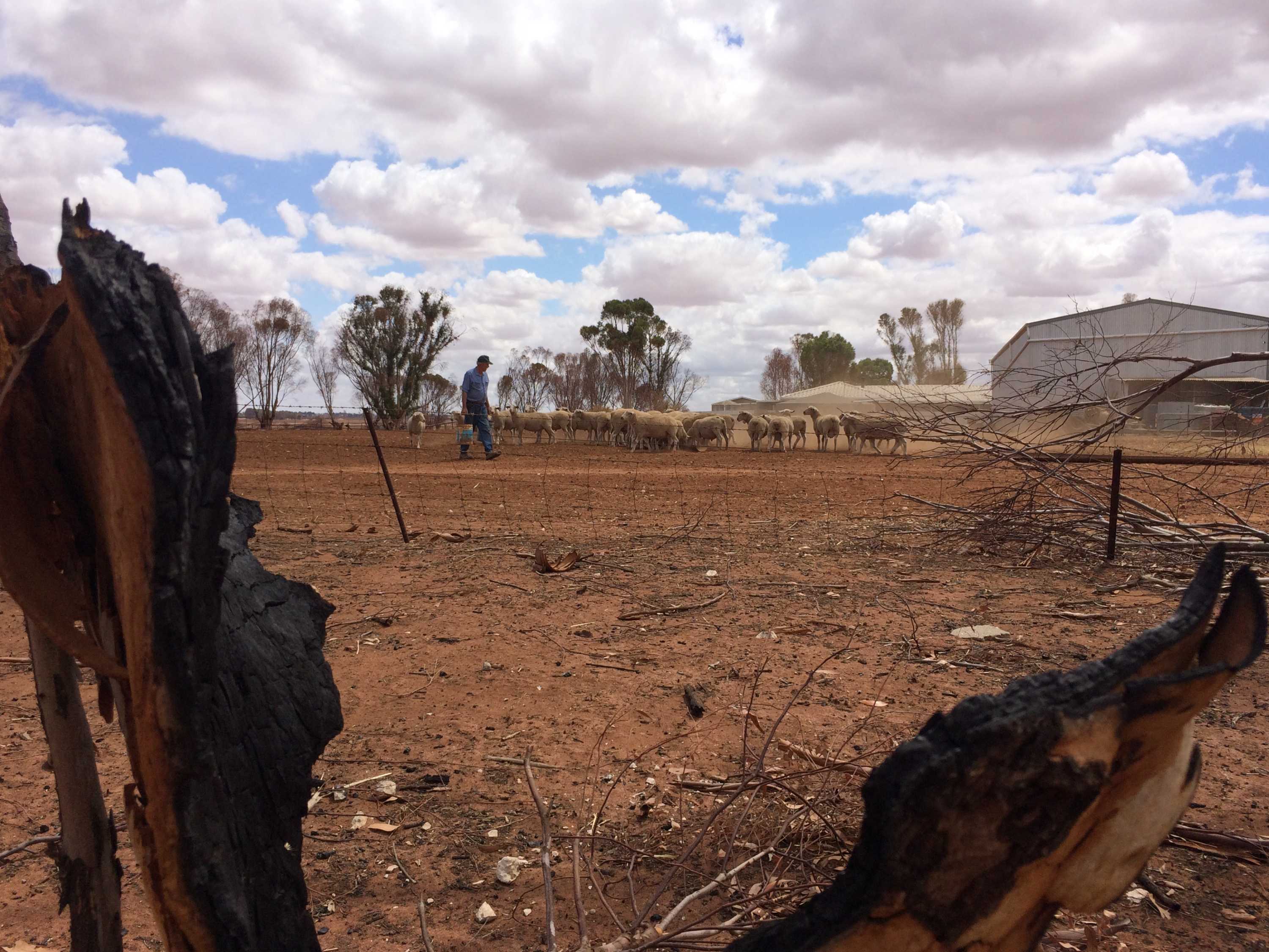 Pinery bushfire: Ashmore sheep stud rises from the ashes with help of ...