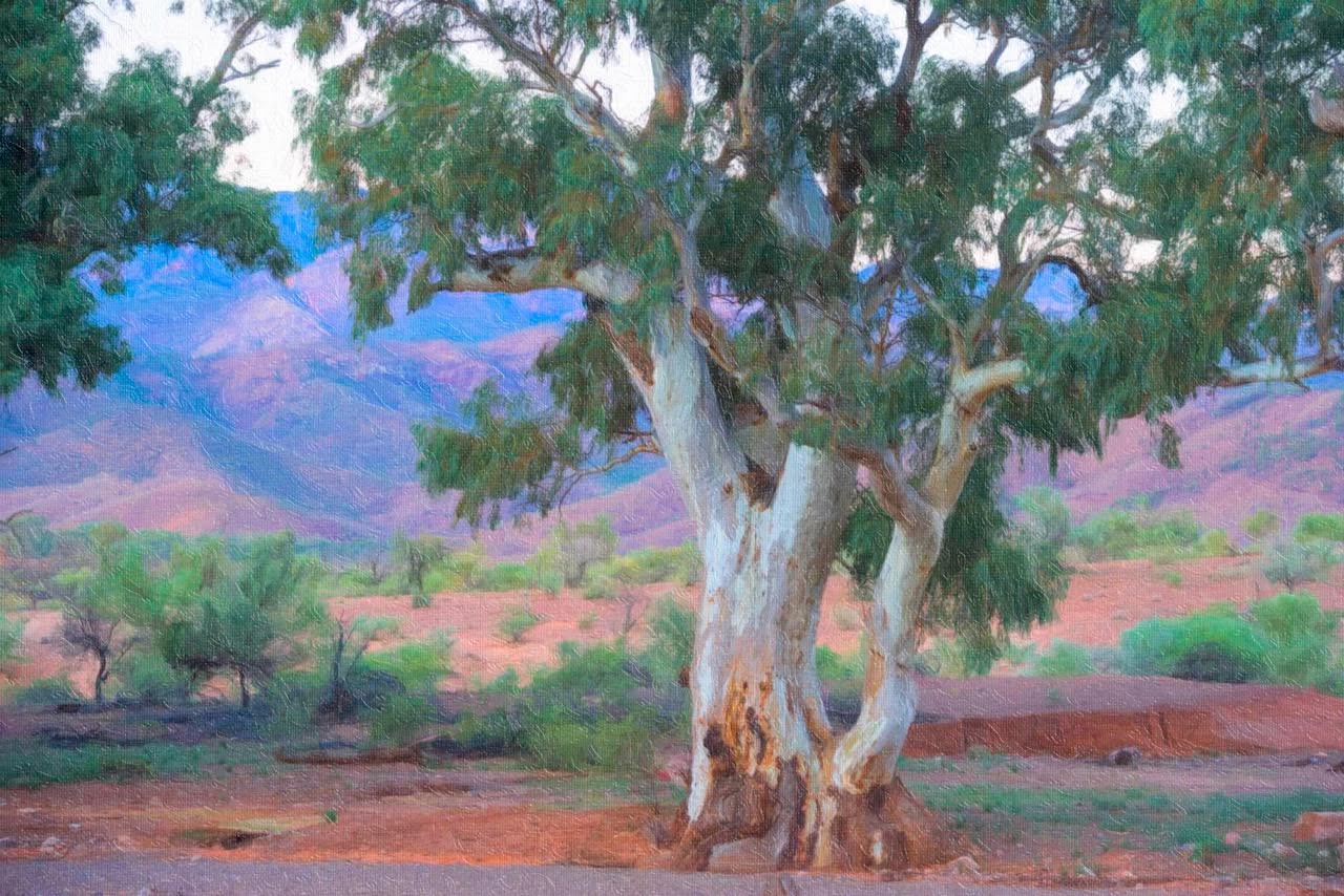 Climate change and weeds put South Australia's plant biodiversity at ...