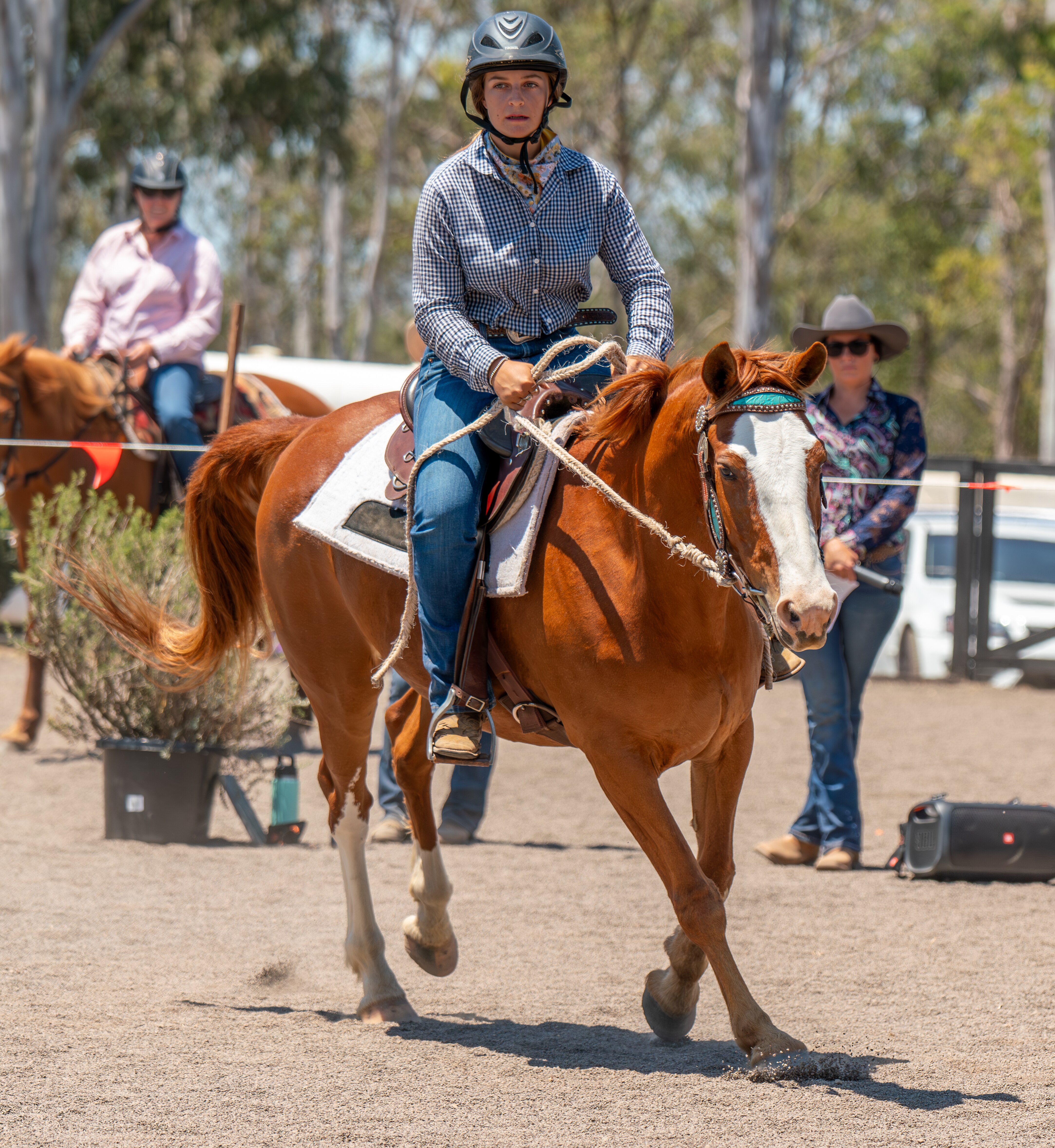 The Brumby Project shows wild horses' big potential - ABC News