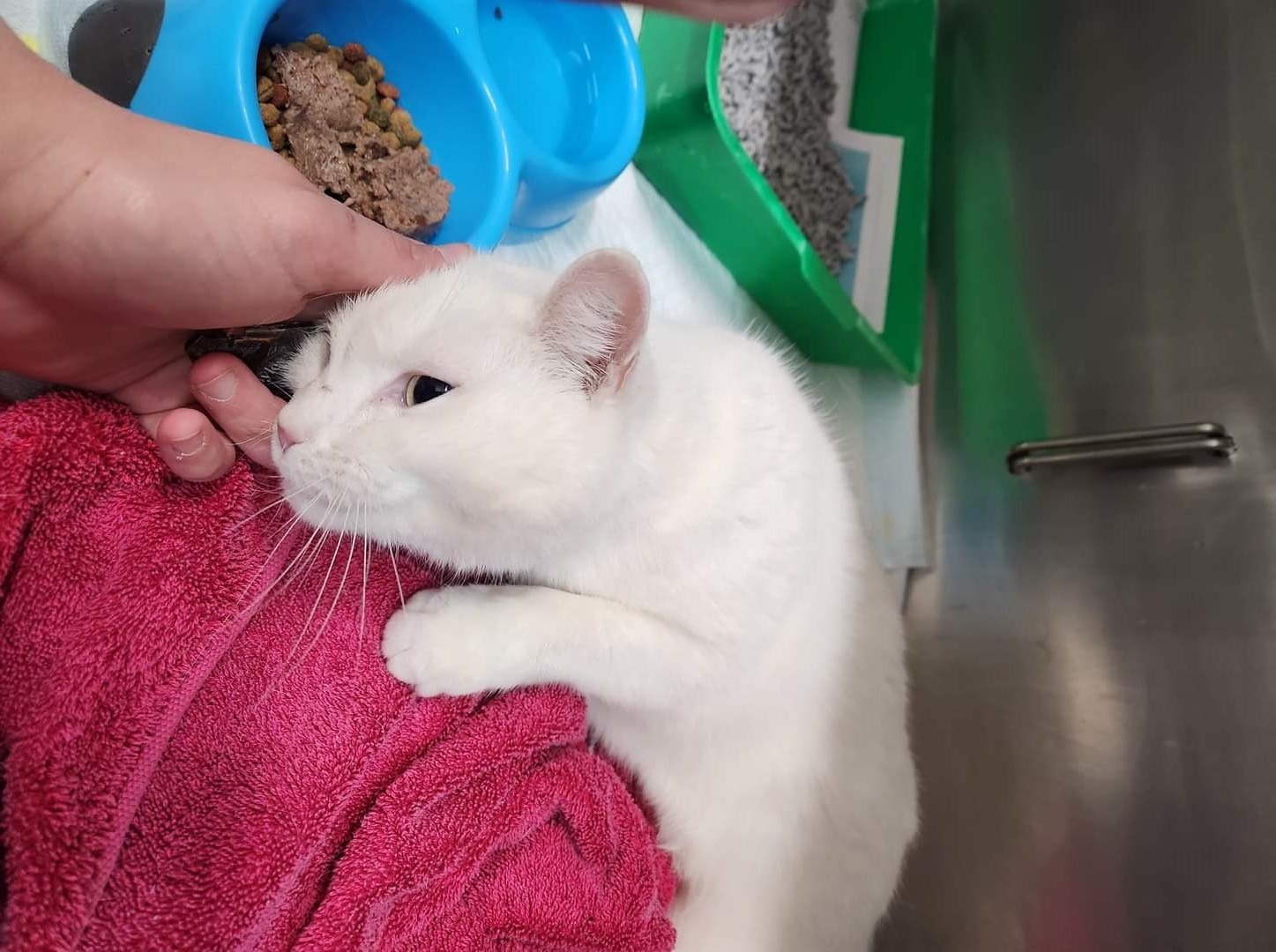 Missing cat returned to Mildura family after vanishing three years ago ...