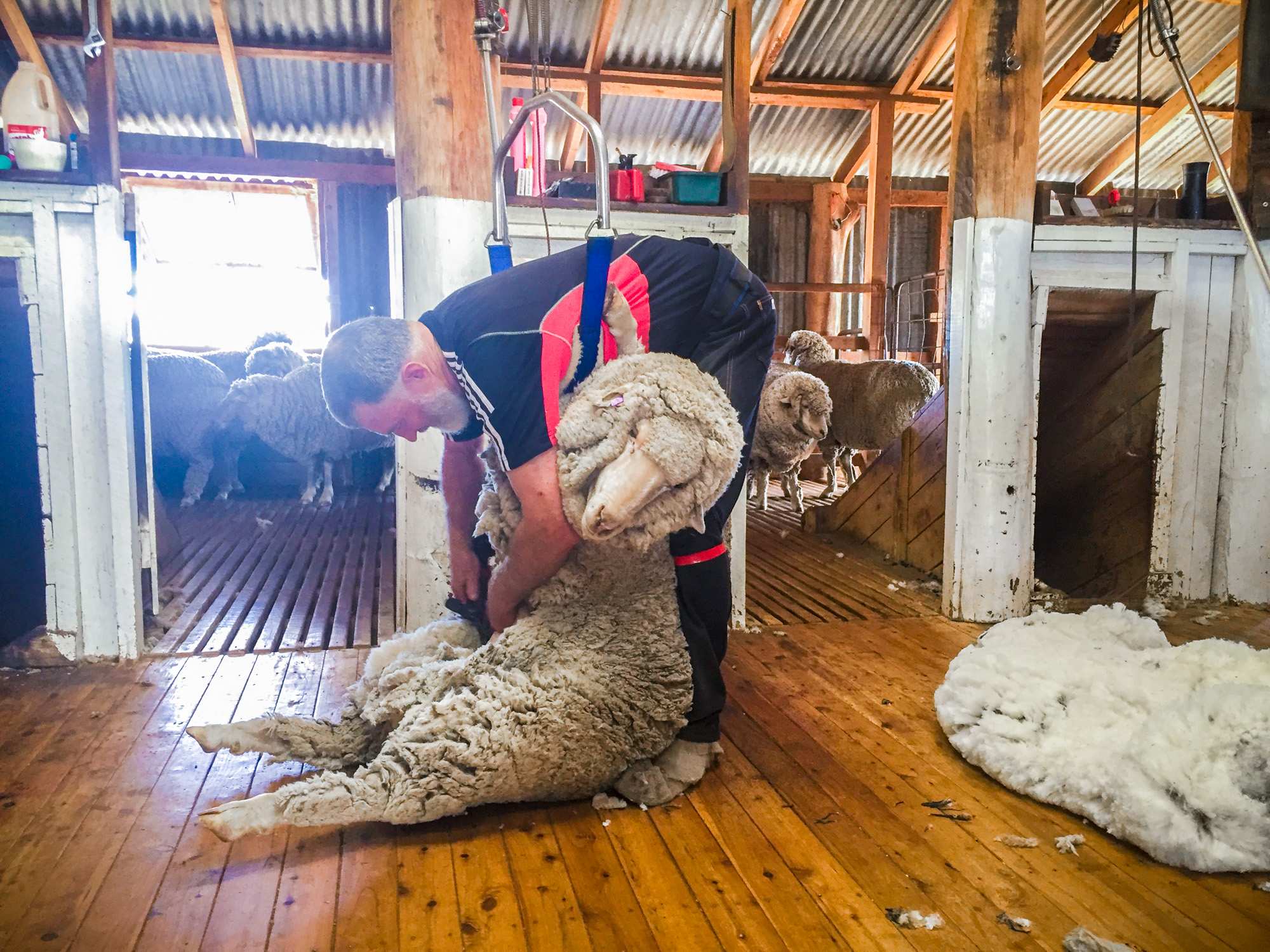 Veteran shearer confident investing in training is benefitting the ...