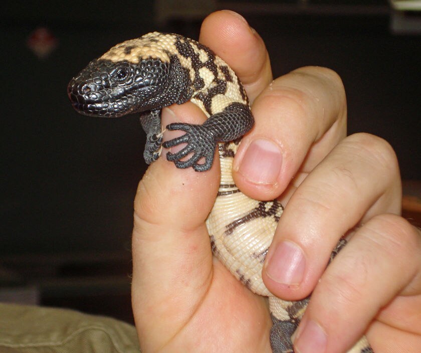 Gila Monster Baby