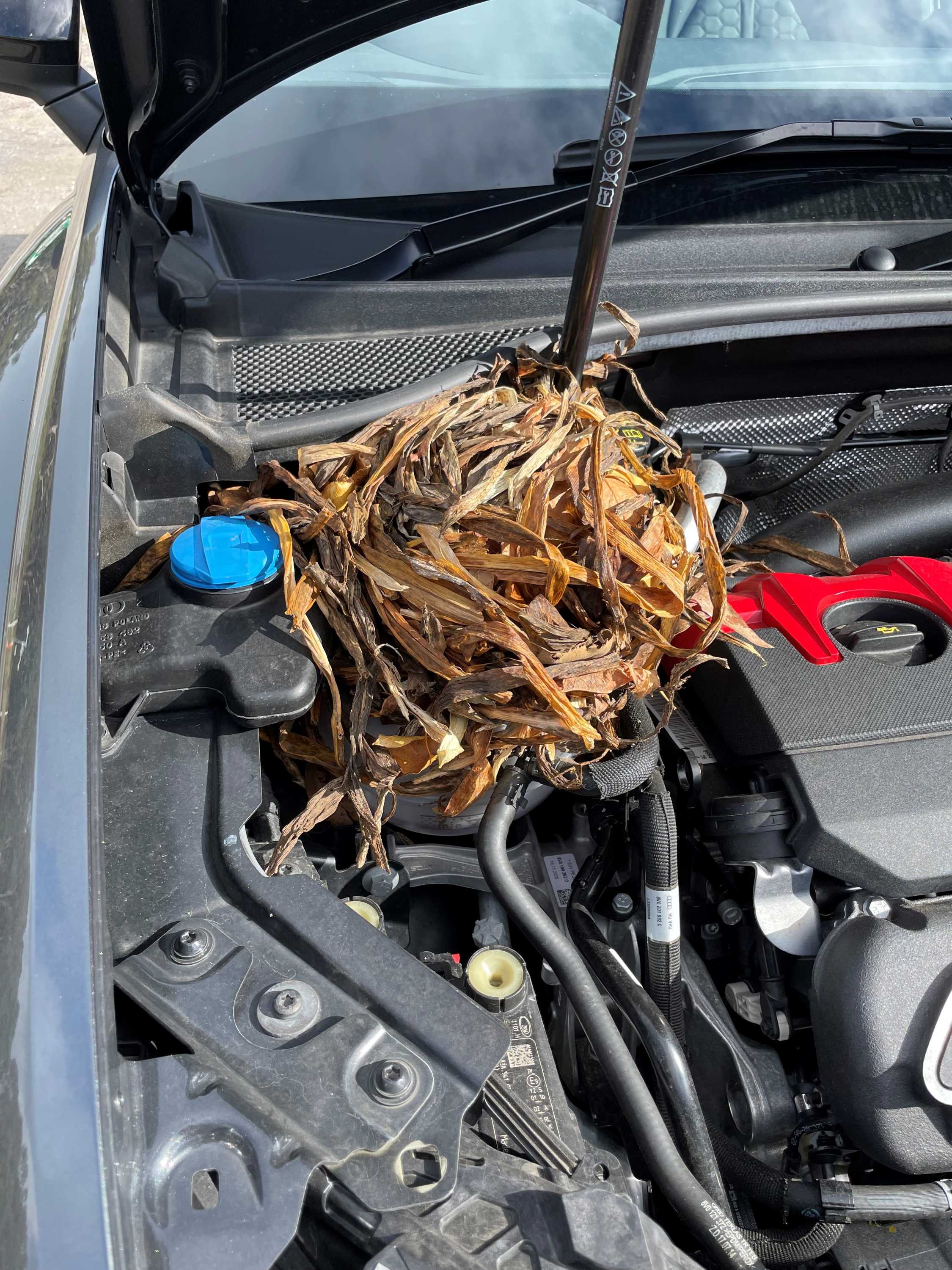 What made this nest under my car bonnet? - ABC listen