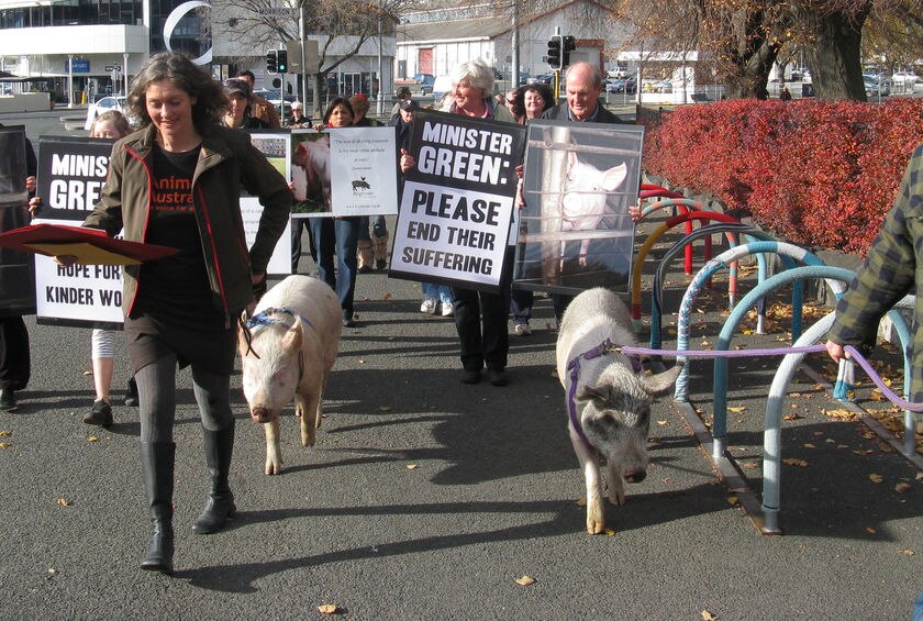 Three pigs take animal rights protest to minister - ABC News