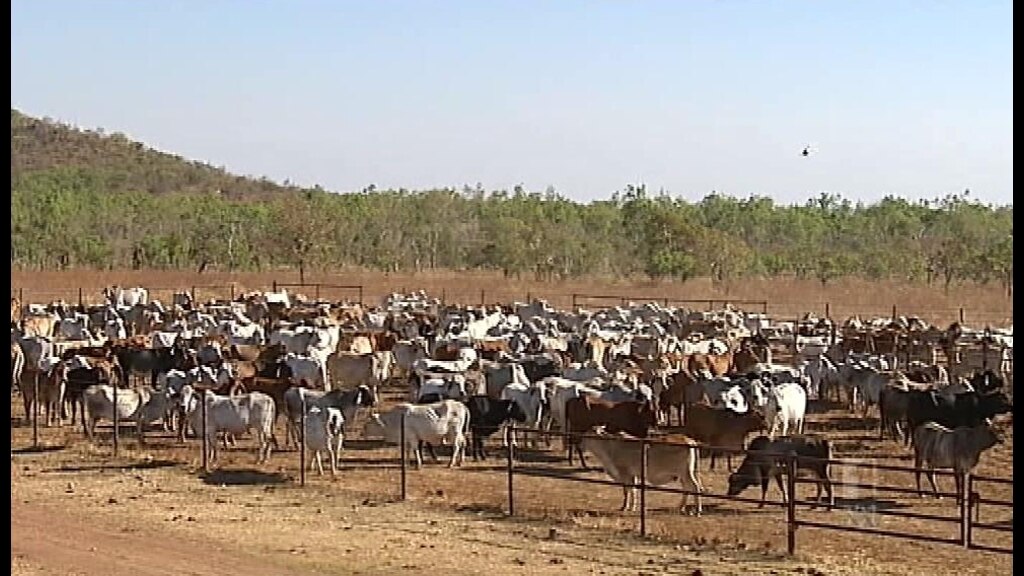 Cattle Trade - ABC News