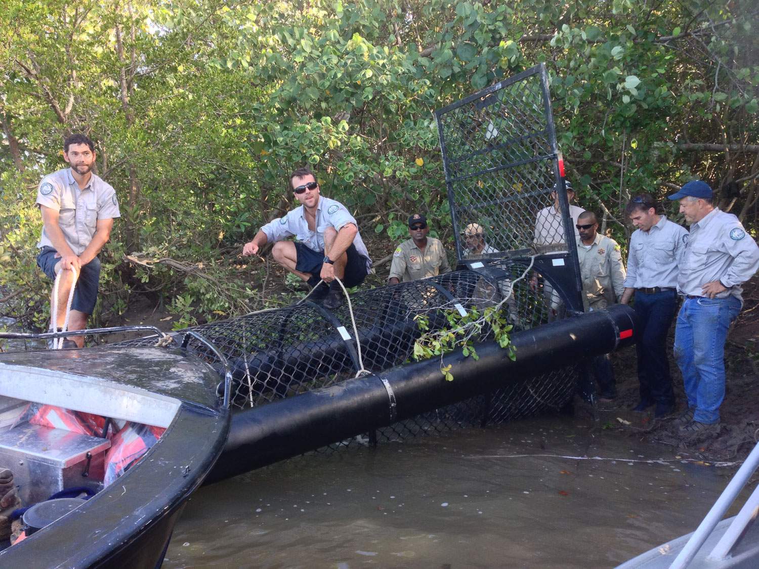 Monster croc captured in north Qld - ABC News