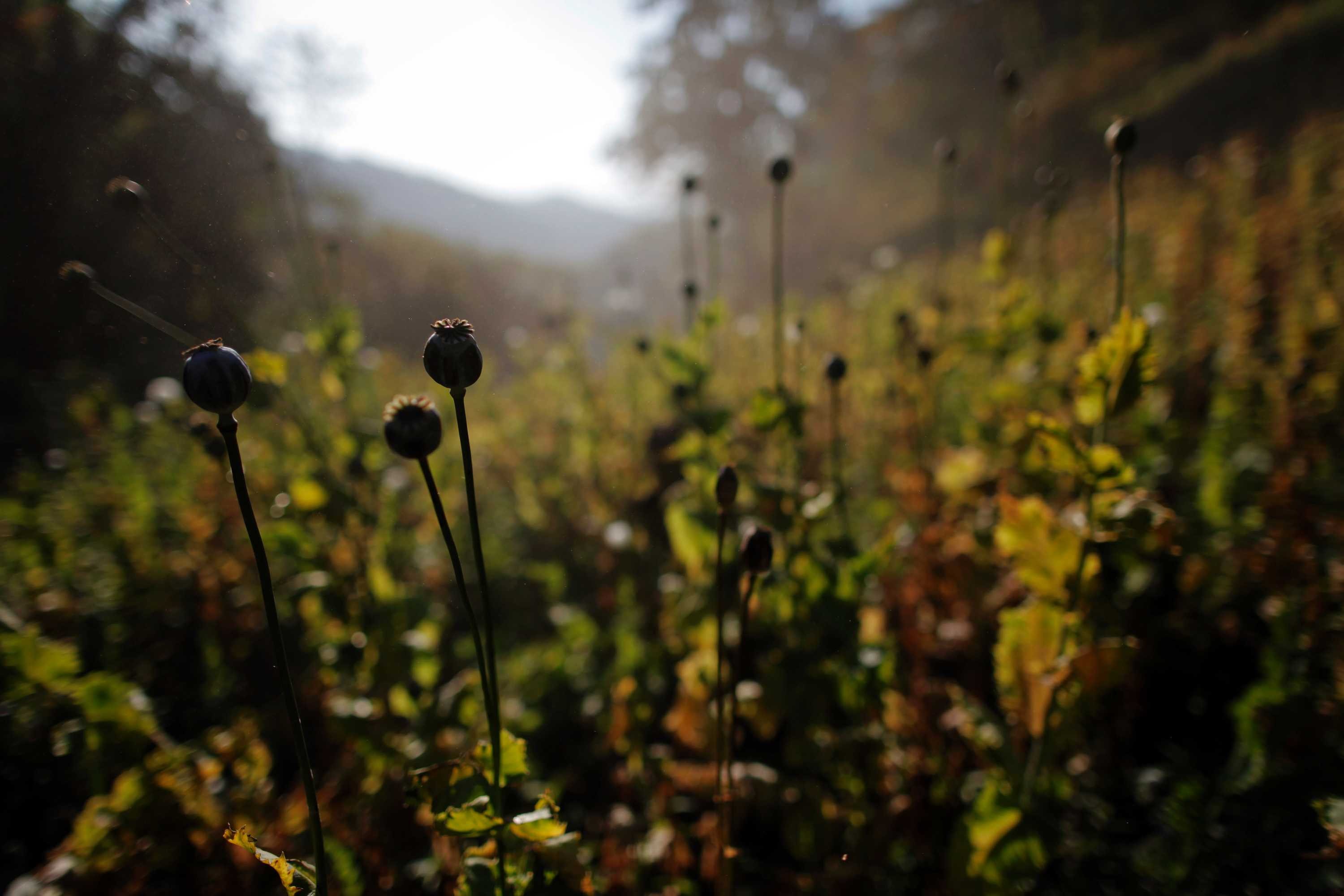 Myanmar govt blamed for growth in poppy production - ABC News