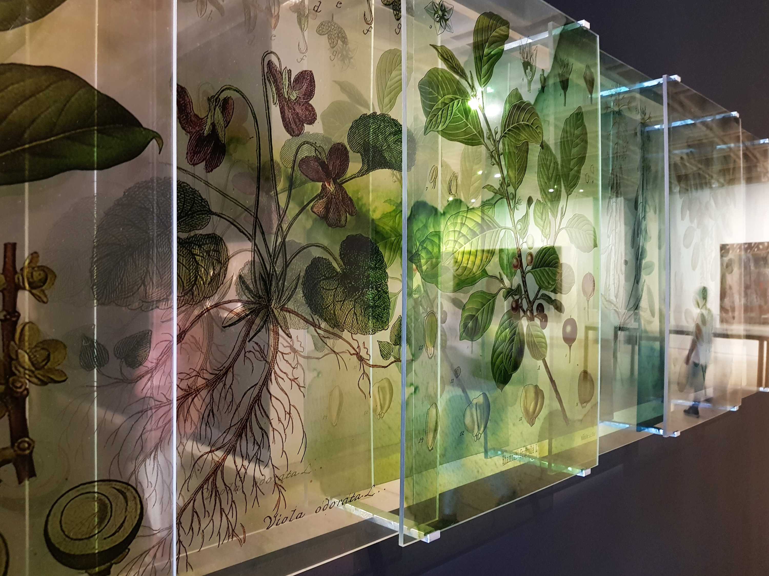 In the garden with artist Janet Laurence - ABC Radio National