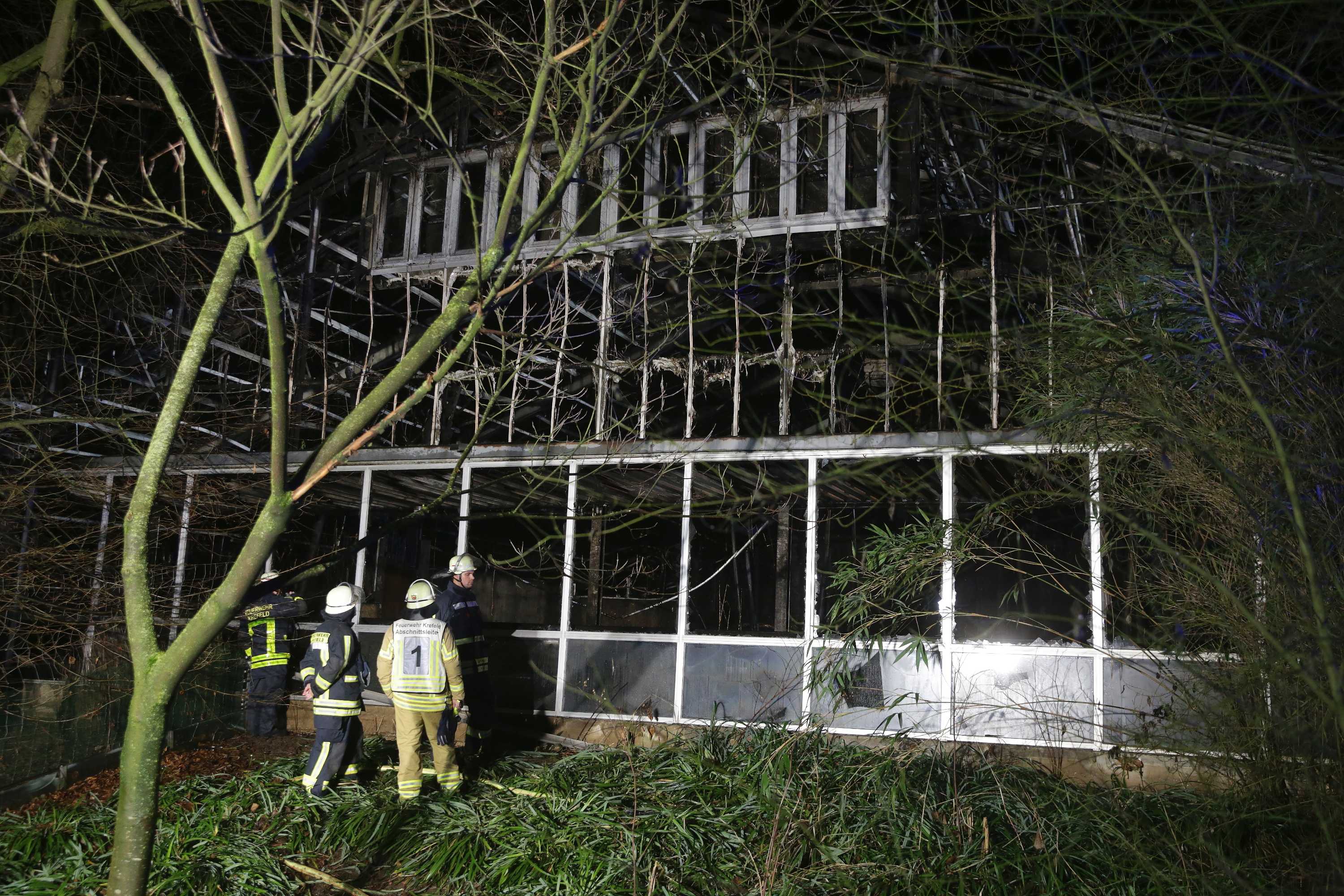 German zoo fire that killed 30 animals, including monkeys and gorillas ...