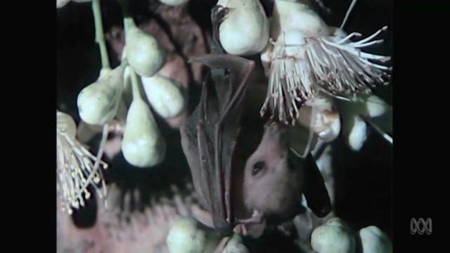 Our Animals: Dingo - ABC Education