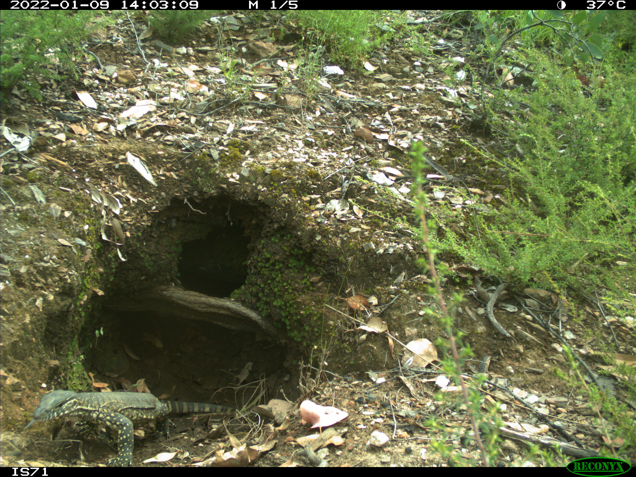 Vulnerable heath goanna spotted for first time in Woomargama National ...