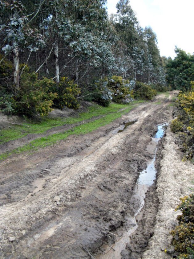Anger over forest hoons' track damage - ABC News
