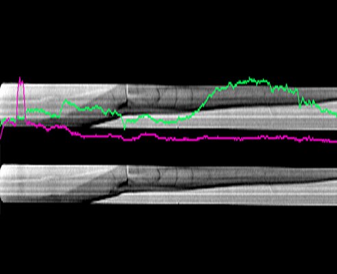 Nuclear physics uses single feather to track and help save Australian ...