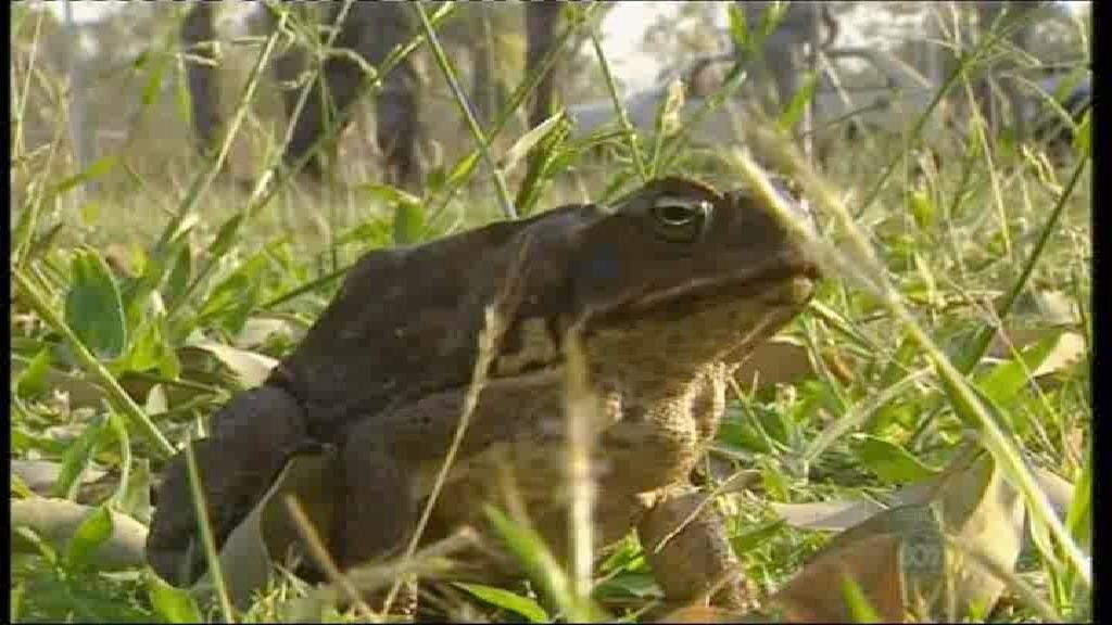 Toads gut NT food chain - ABC News