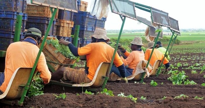 PM Jotham Napat: Imas gat review blong ol Labour Mobility Scheme - ABC ...