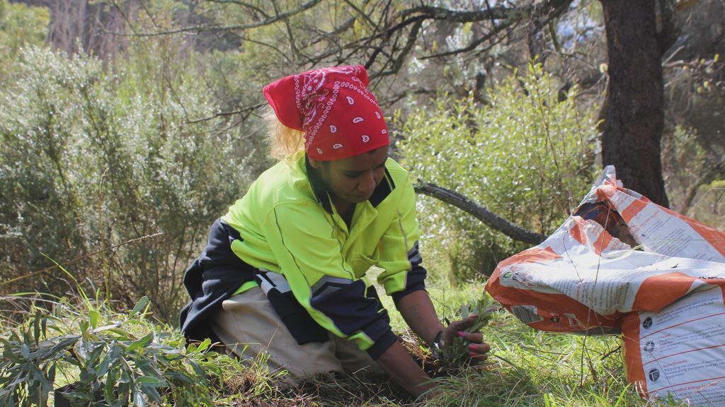 Collaboration with traditional owners boosts fragile ecosystems - ABC News