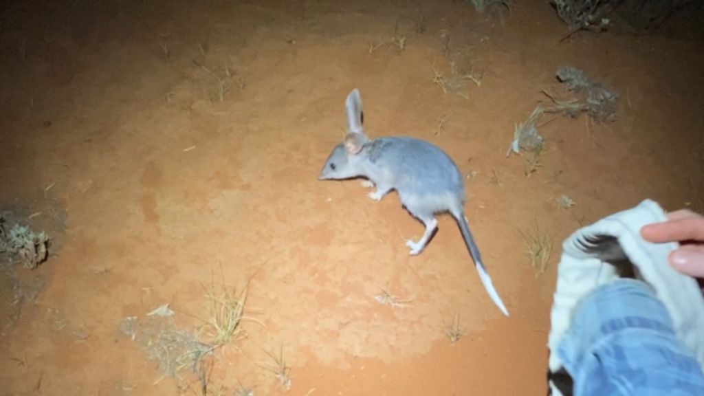 Wild bilbies found in Currawinya National Park for first time in 70 ...