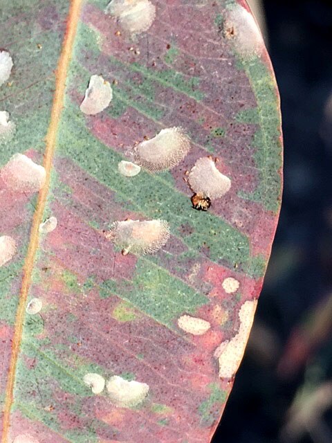 Insect infestation attacks eucalyptus trees in the NSW Central West ...