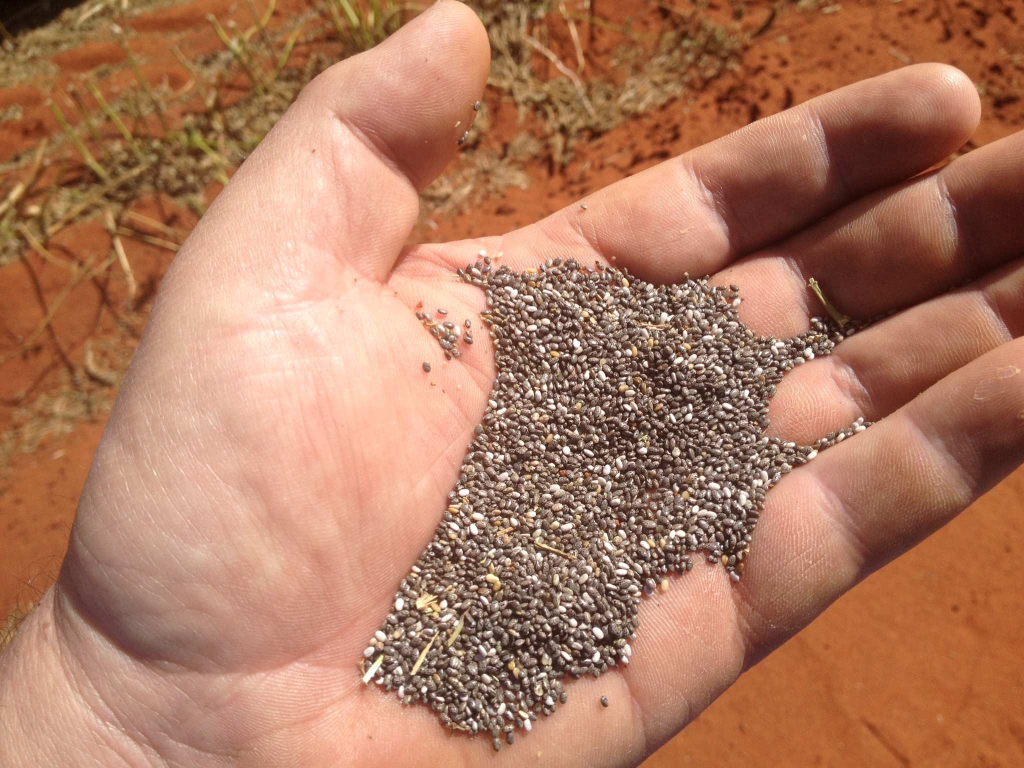 'Superfood' chia oversupply not a big concern, according to Australia's ...
