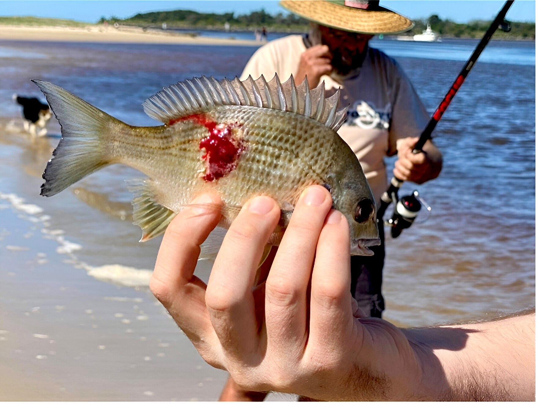 Scientists warn that raw necrotic wounds on living fish are a symptom ...