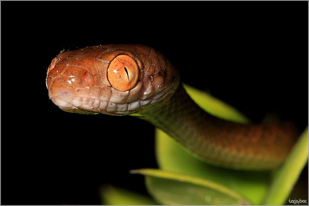 Parachuting poison mice combat Guam tree snakes - ABC News