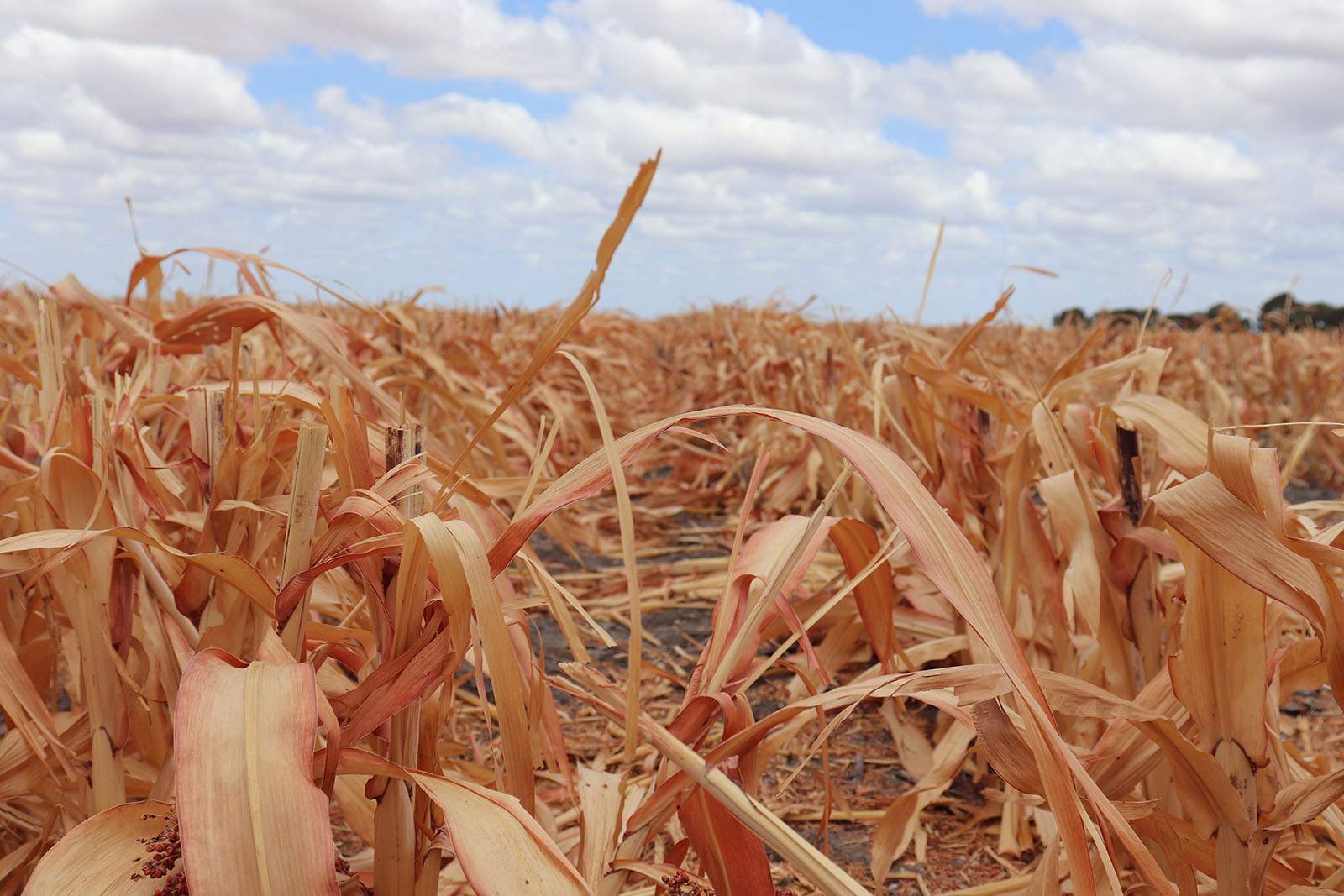 Speed breeding of crops by Queensland researchers in bid to battle ...