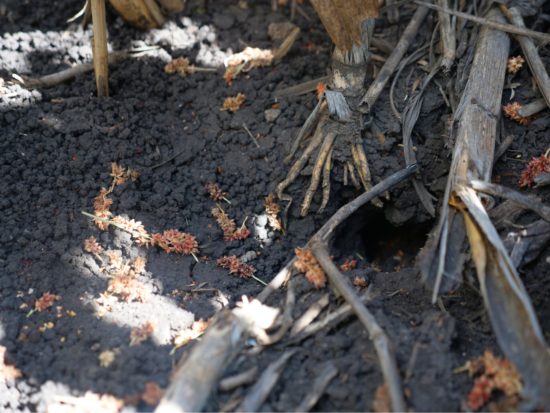 Mouse poo contamination creates havoc for sorghum farmers and exporters ...
