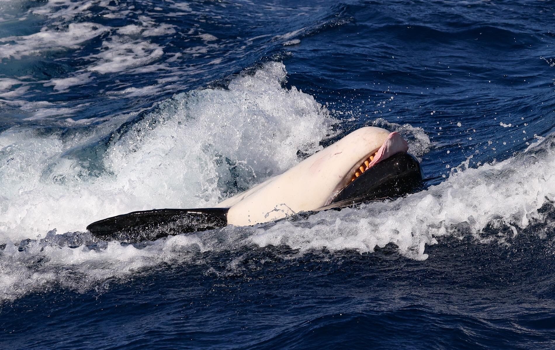 Japanese photographer Machi Yoshida living the dream snapping orcas off ...