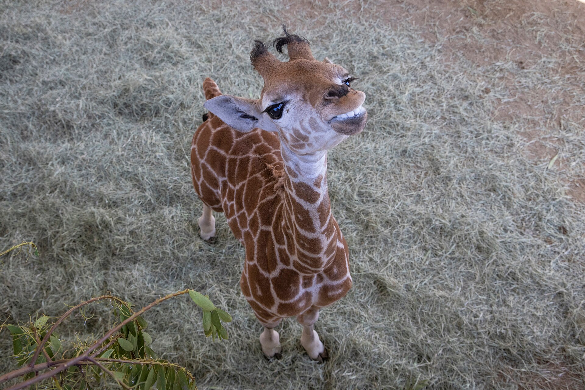 Baby giraffe in US zoo fitted with custom leg braces to help it walk ...