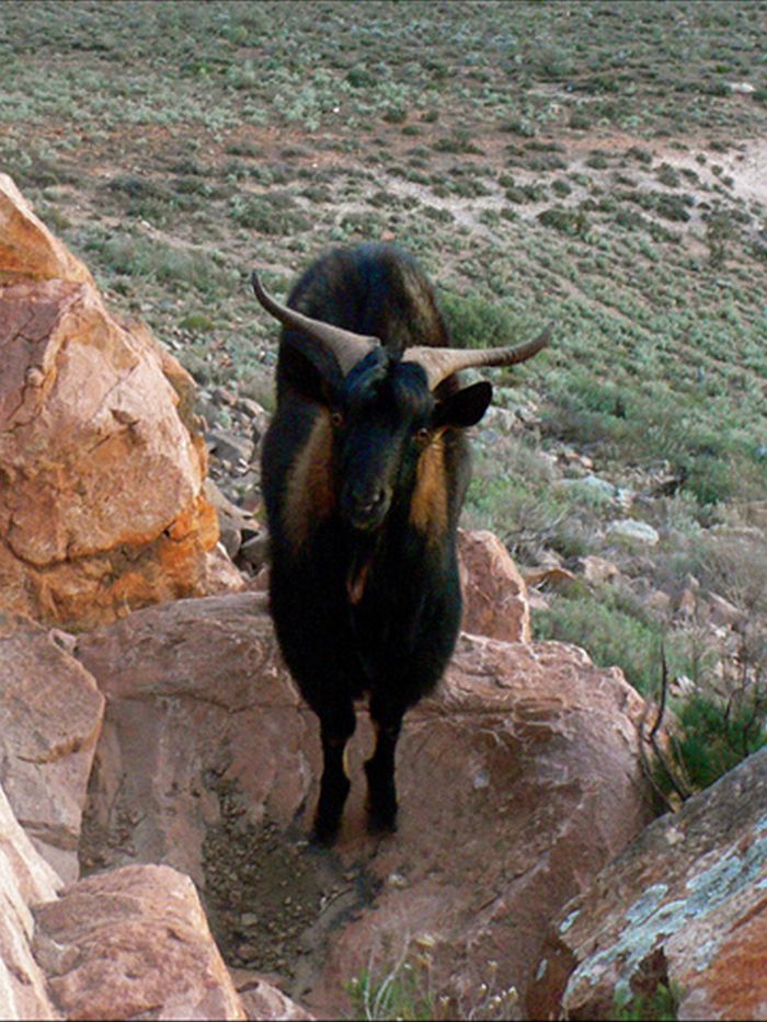 Lion and tiger pee join the fight against Aussie pest animals - ABC News