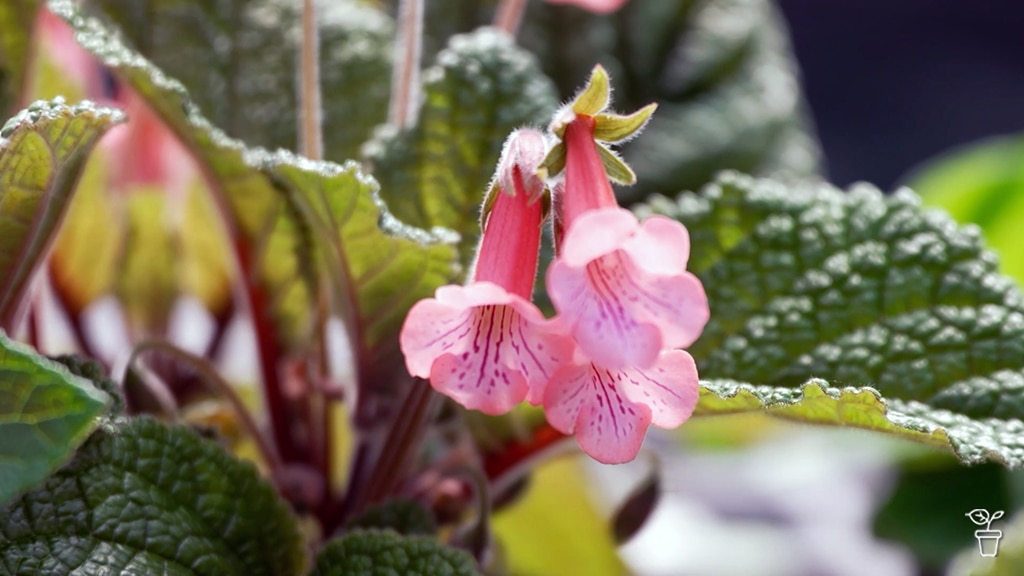 Stunning Sinningias - Gardening Australia