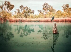 Gunnawah by Ronni Salt - ABC listen