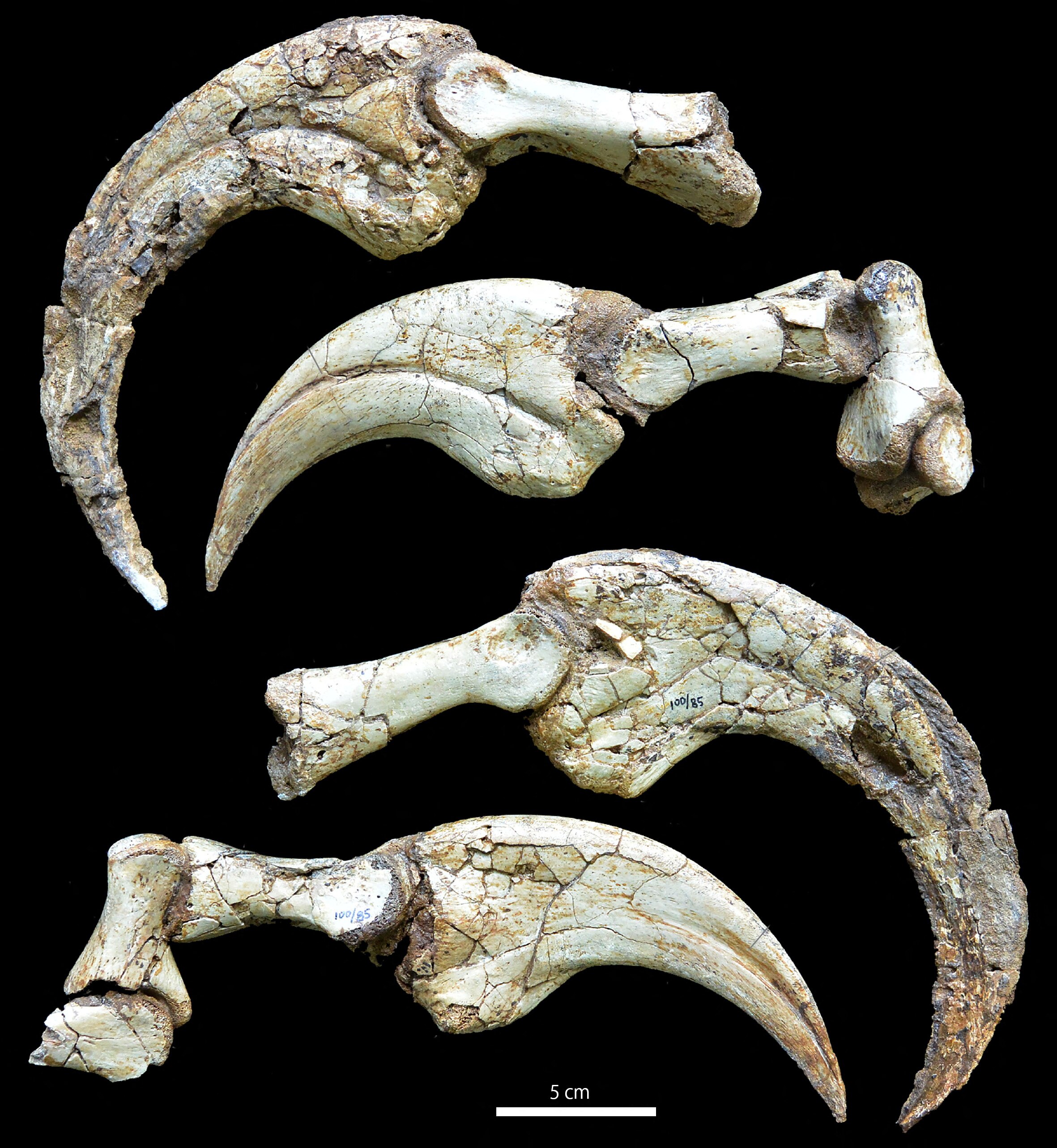 A 'weird' dinosaur has been unearthed in the Gobi Desert. What do we ...