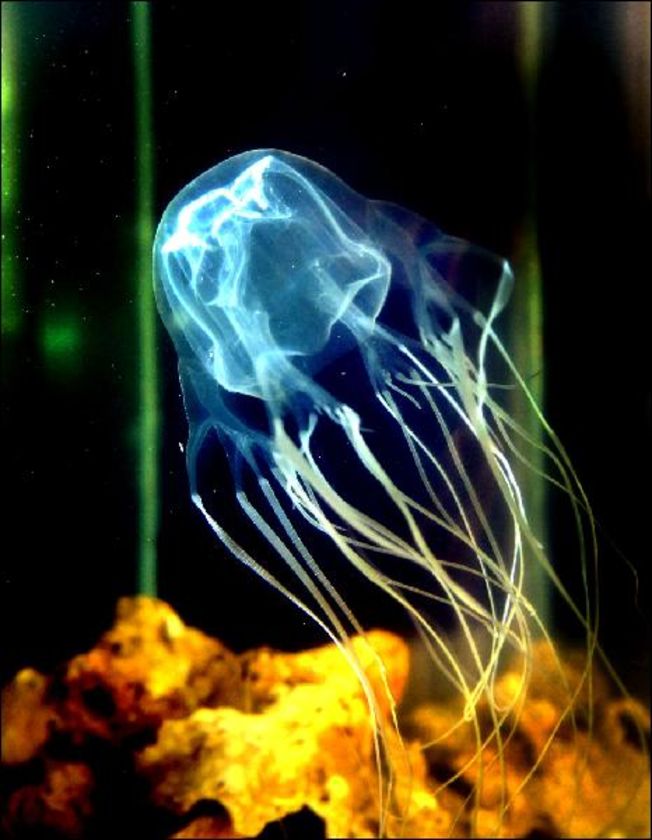 Doctors puzzled after teenager survives box jellyfish attack - ABC listen