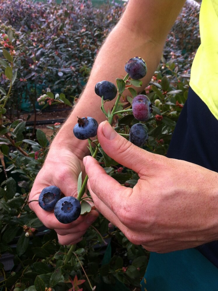 West Australian blueberry farmer expands operations by 500 per cent ...