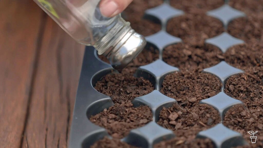 Small Seed Sowing - Gardening Australia