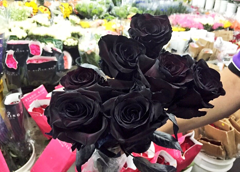 Valentine's Day roses range from red to black as genetic engineering ...