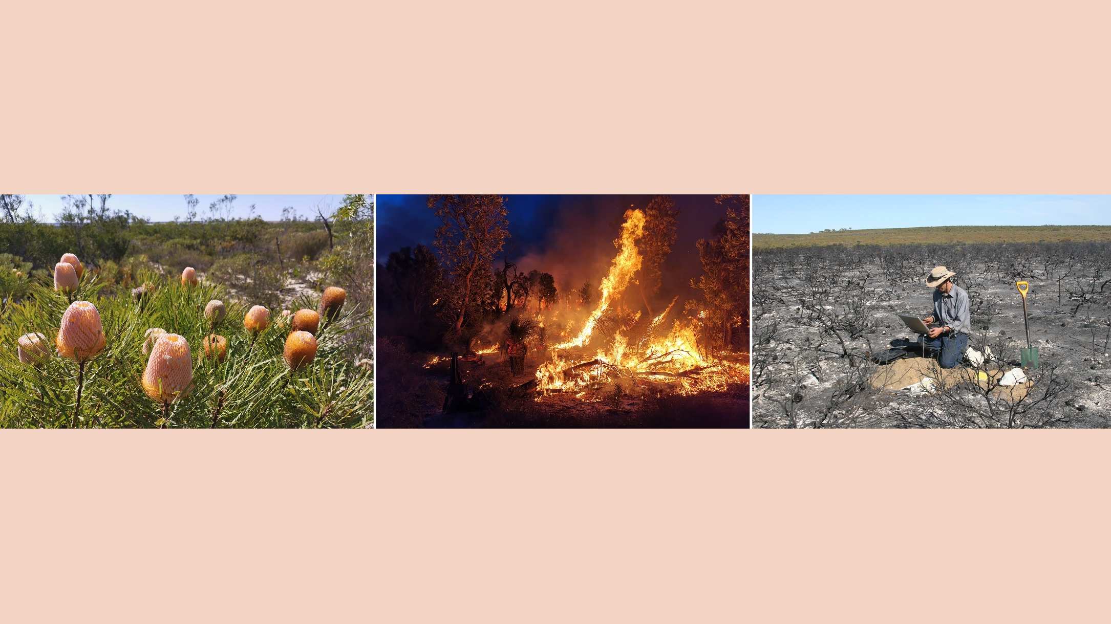 Climate change impacts WA biodiversity - ABC listen